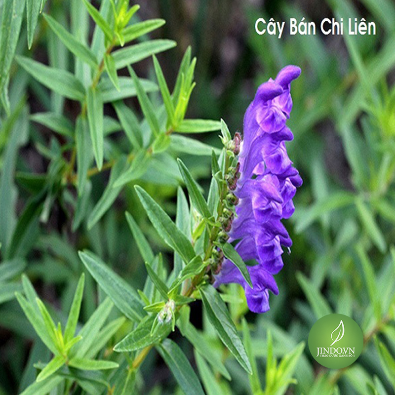 Cây Bán Chi Liên – Hỗ trợ u bướu, bệnh ung thư hiệu quả – JD077 ...