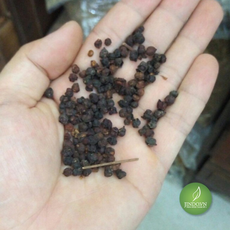 Ngũ Vị Tử - Thuốc quý điều trị liệt dương, bồi bổ can thận cực hay ...