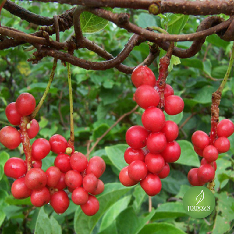 Ngũ Vị Tử – Thuốc quý hỗ trợ bệnh liệt dương, bồi bổ can thận cực hay ...