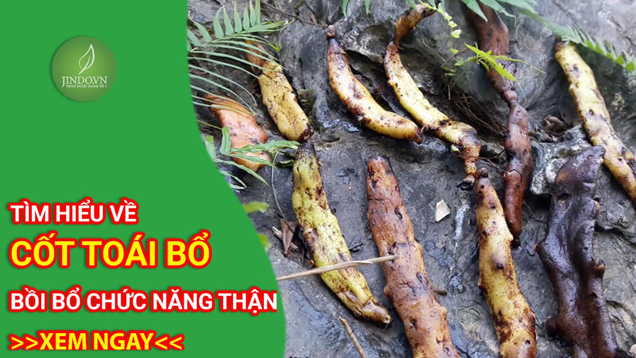 Cốt toái bổ (tắc kè đá) bồi bổ chức năng thận, điều trị bệnh về xương ...
